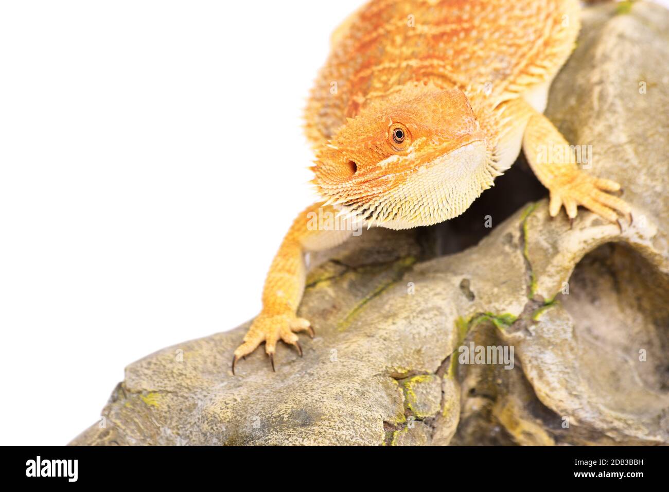 Dragon standing hi-res stock photography and images - Alamy
