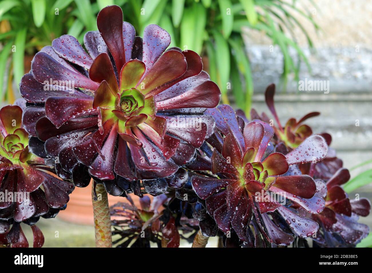 Purple tree houseleek, Aeonium arboreum variety atropurpureum,with ...