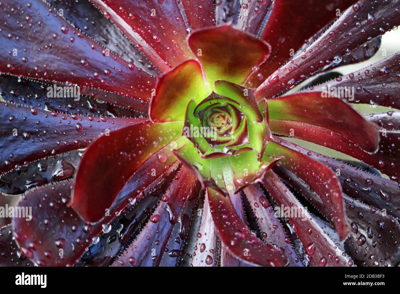 Purple tree houseleek, Aeonium arboreum variety atropurpureum with ...