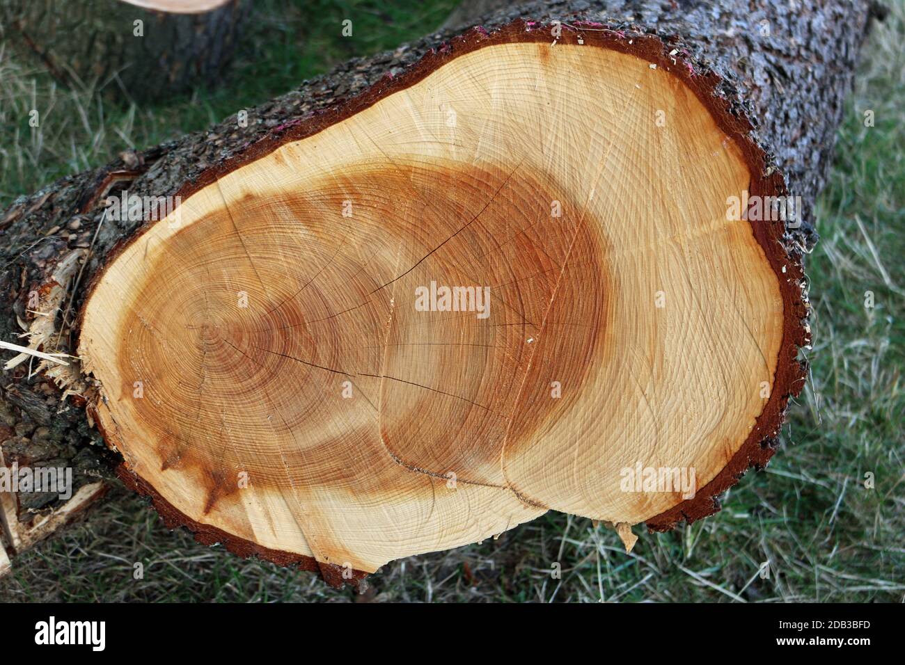 Cross section of a recently cut conifer tree branch with annual growth ...