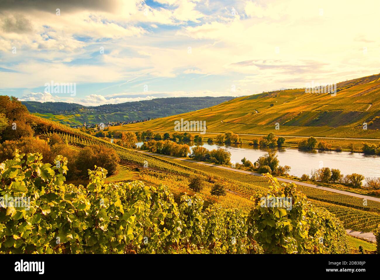 Wine landscape near Cochem and Leiwen on the Moselle Stock Photo - Alamy