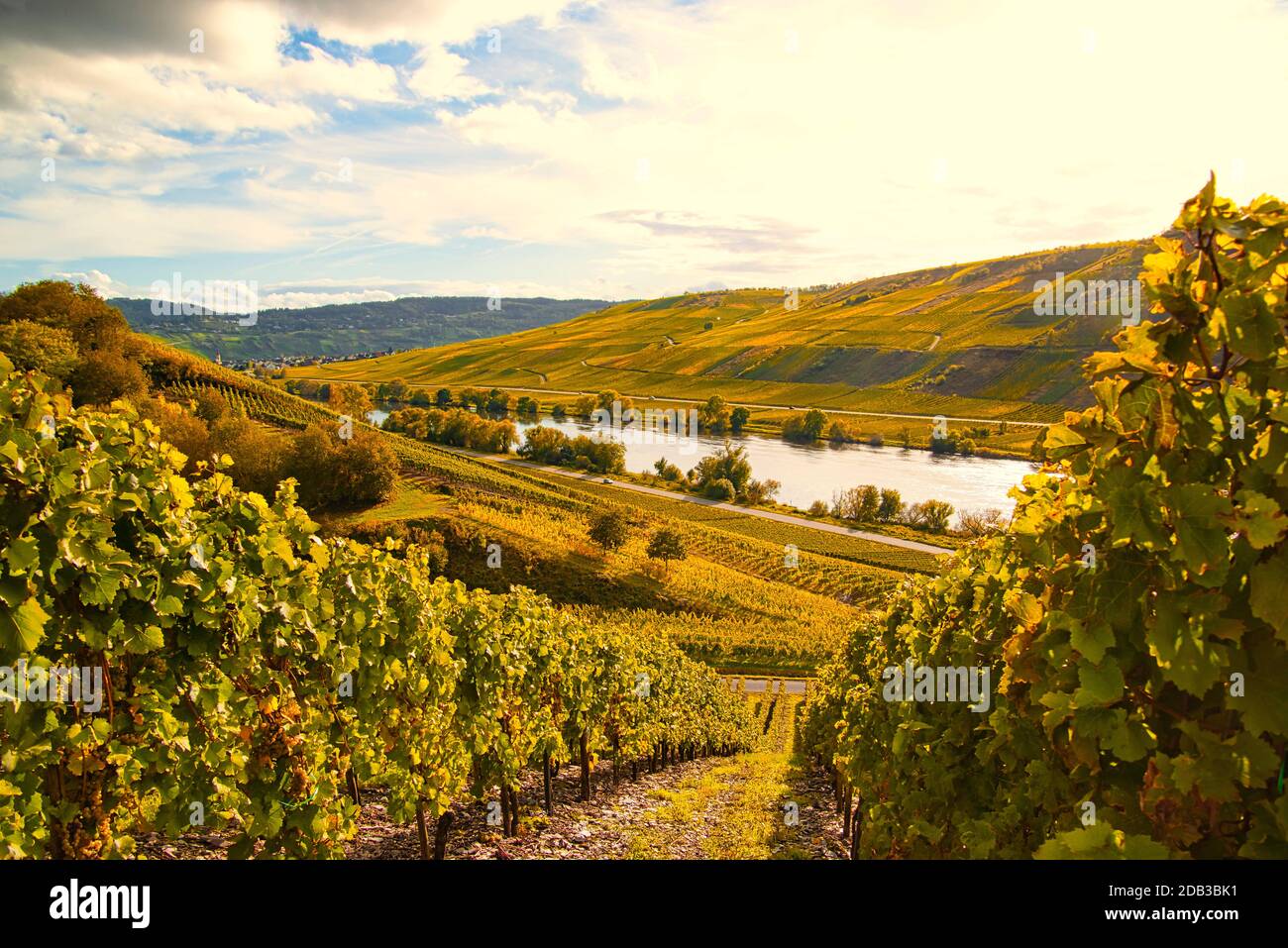 Wine landscape near Cochem and Leiwen on the Moselle Stock Photo - Alamy