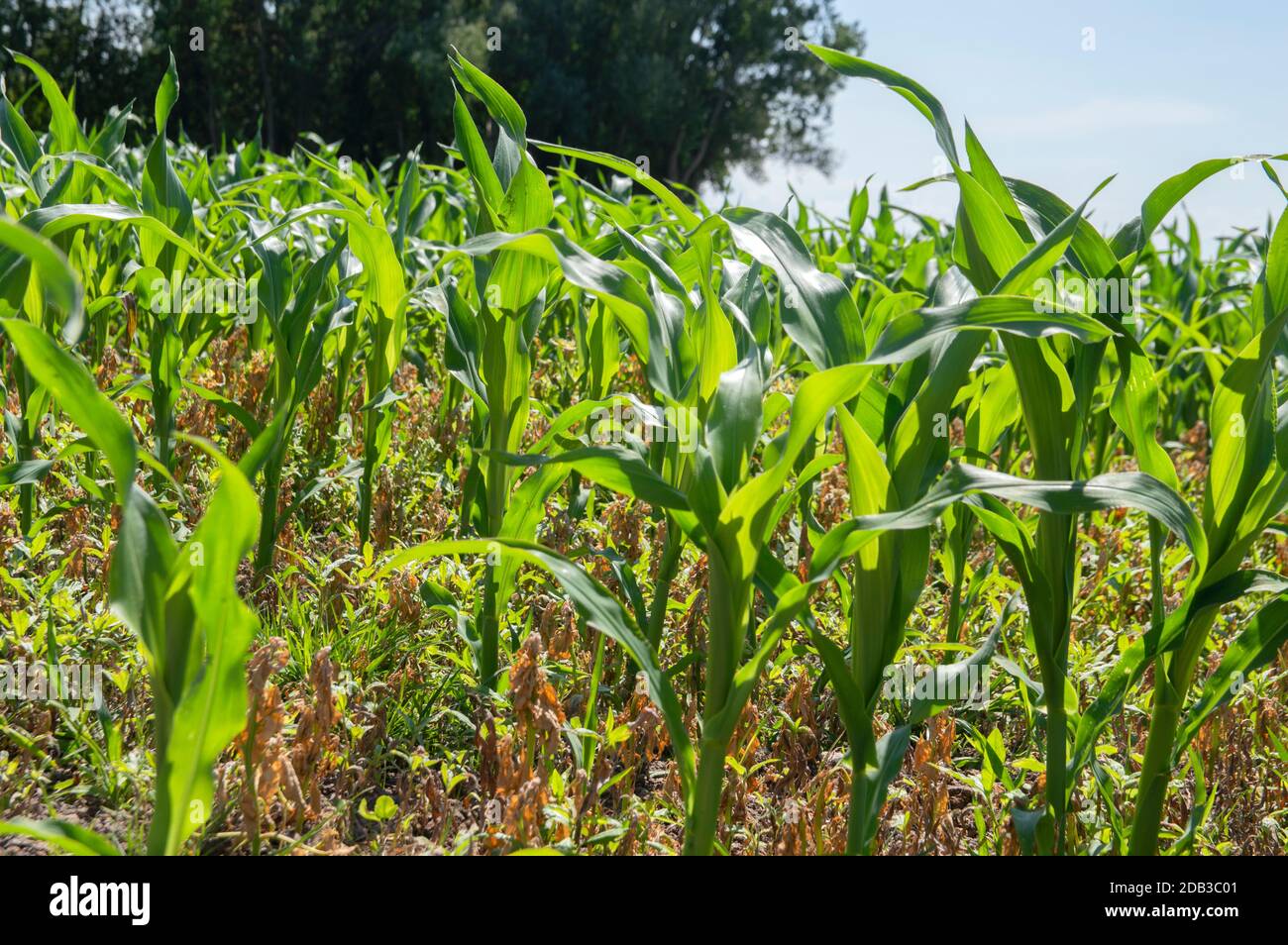 Young Corn Plants In A Field Stock Photo - Alamy