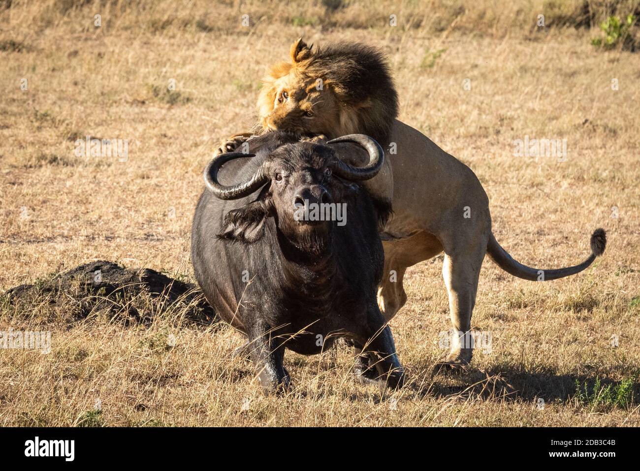 Pulls down hi-res stock photography and images - Alamy