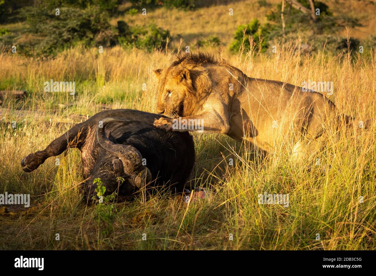 Male lion rolling over carcase of buffalo Stock Photo - Alamy