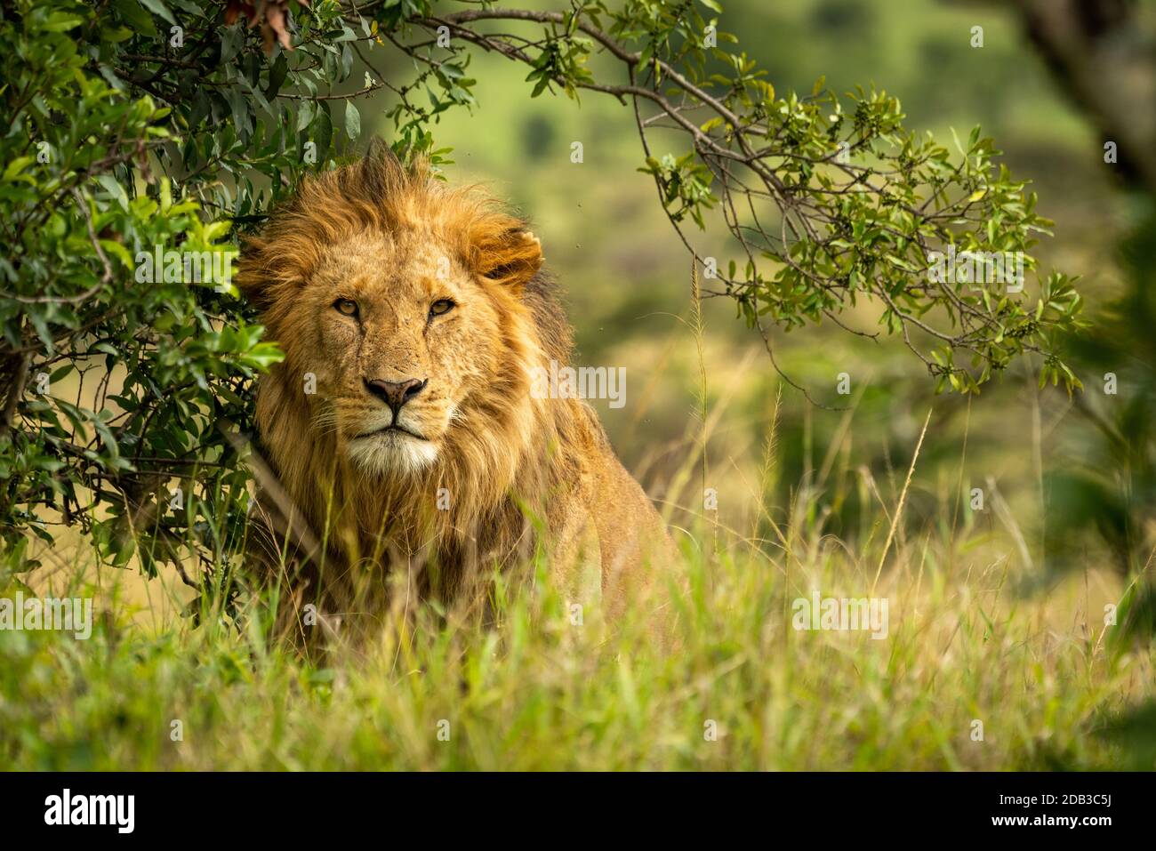 Male lion under bush hi-res stock photography and images - Alamy