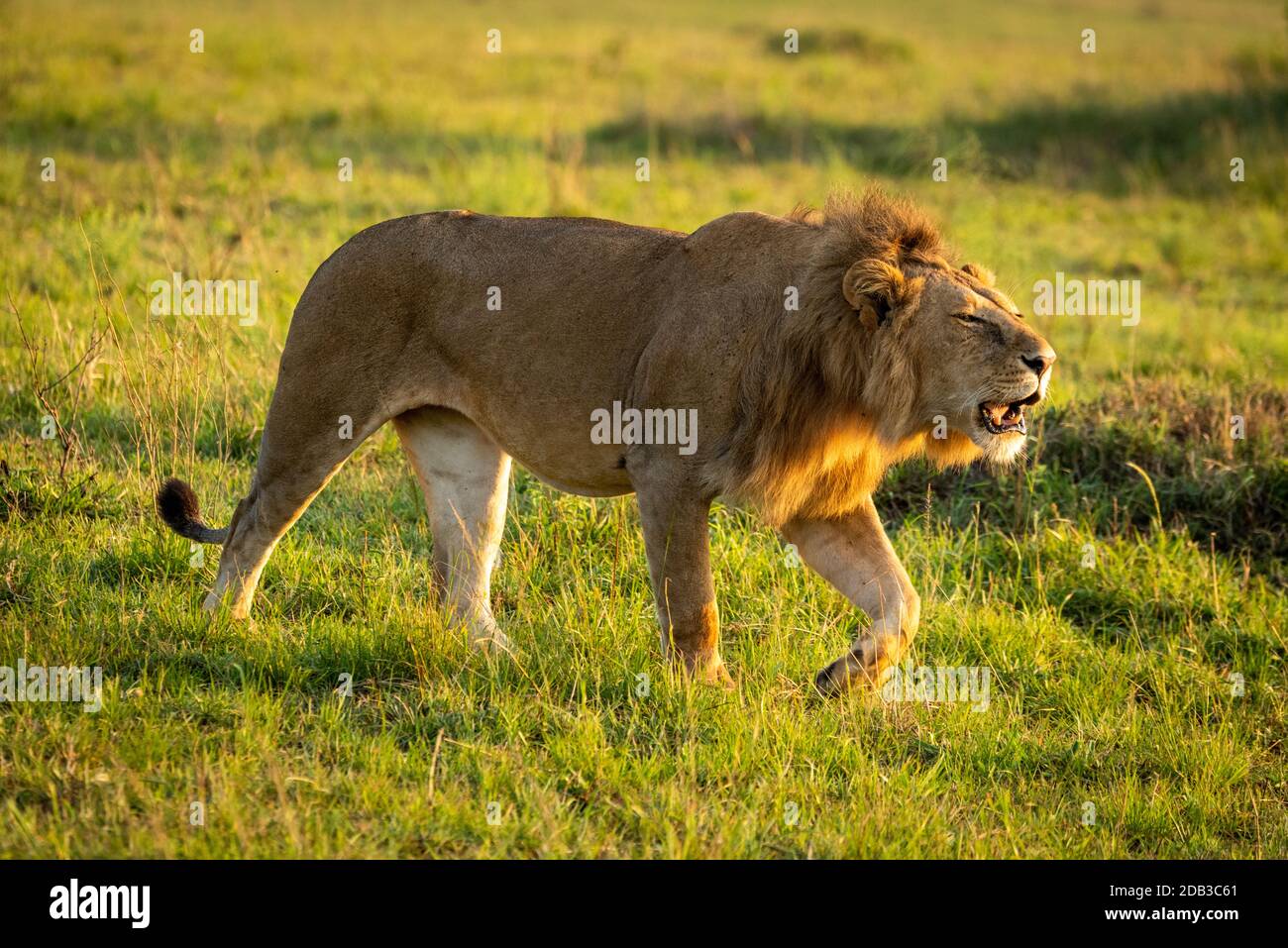 Lion roars hi-res stock photography and images - Alamy