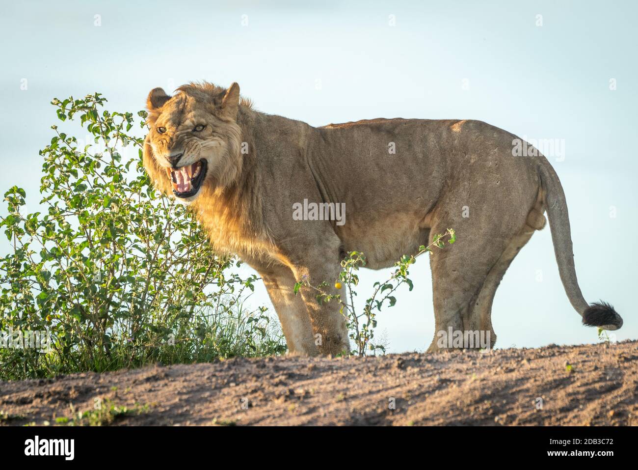 Male lion stands baring teeth on bank Stock Photo - Alamy