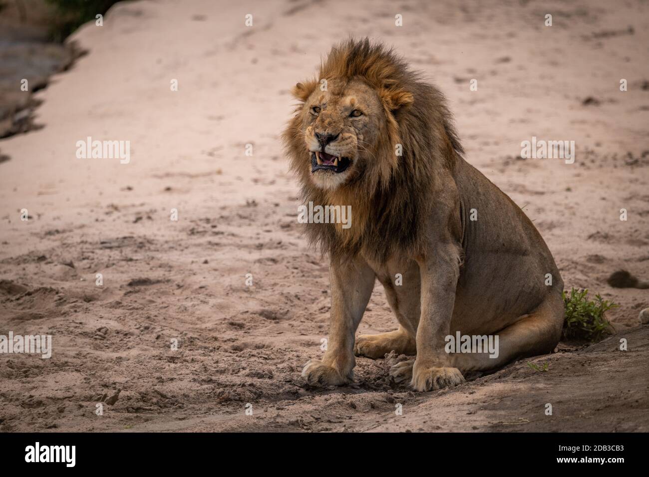 Male lion baring teeth hi-res stock photography and images - Alamy