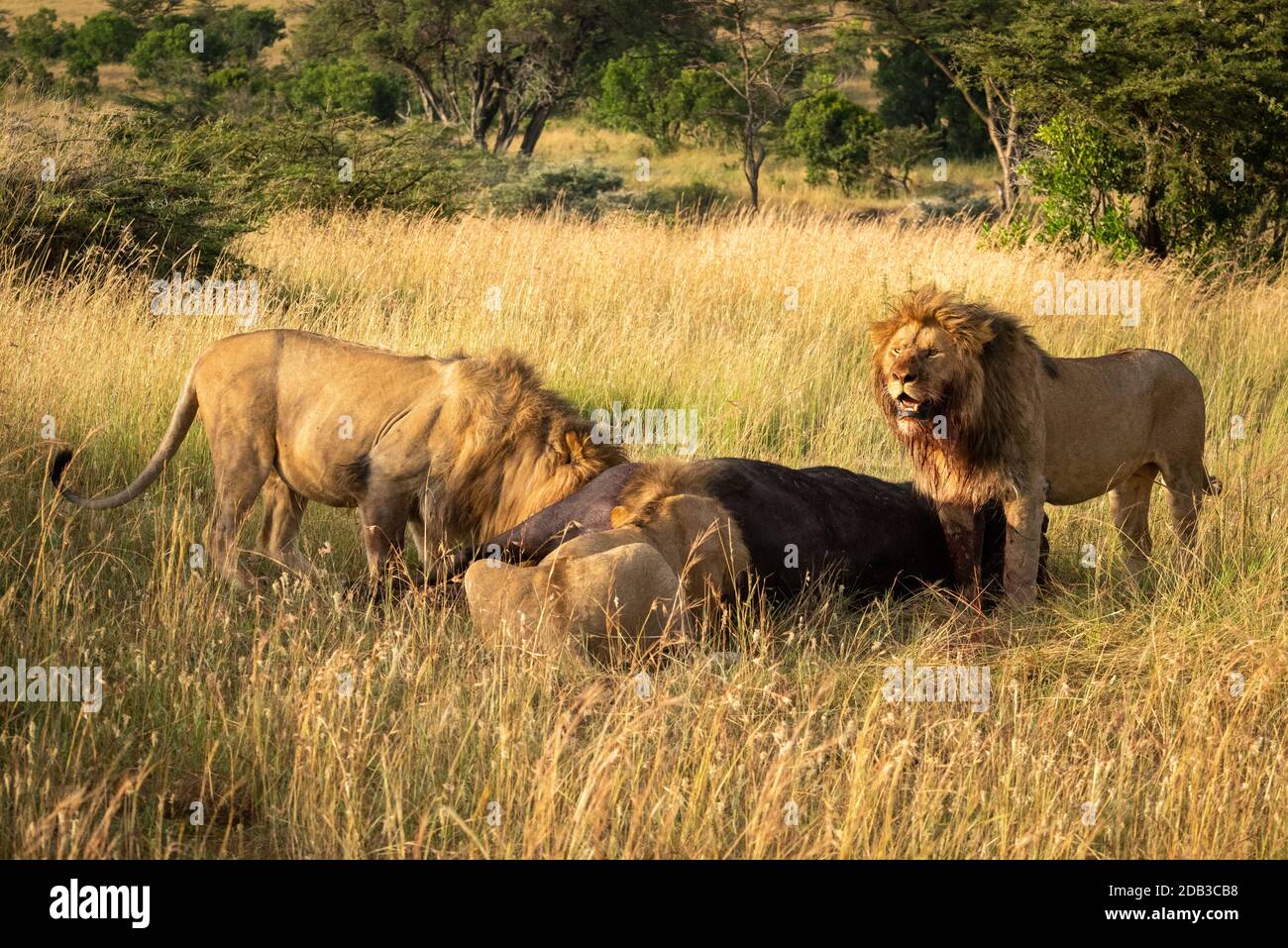 Male lion stands by two others feeding Stock Photo - Alamy
