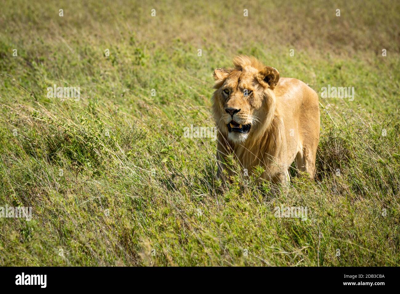 Male lion stands facing left in grass Stock Photo - Alamy