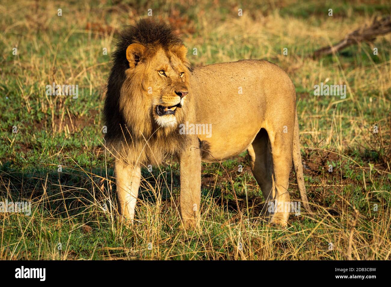 Male lion standing in savannah staring right Stock Photo - Alamy