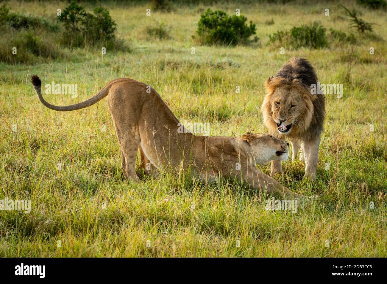 Male lion stands growling at lioness stretching Stock Photo - Alamy