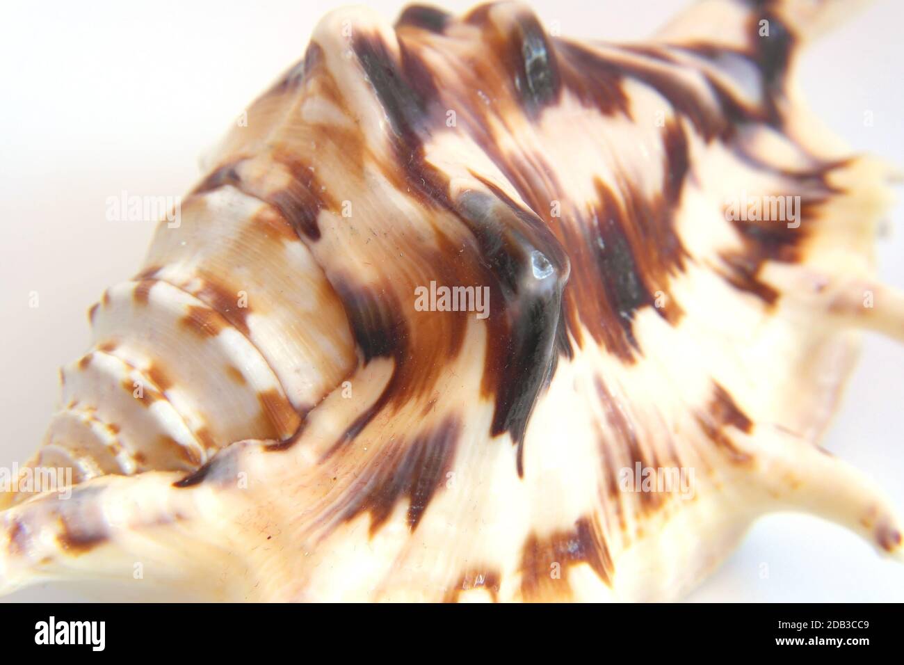 Sea shell macro view texture, shallow DOF Stock Photo - Alamy