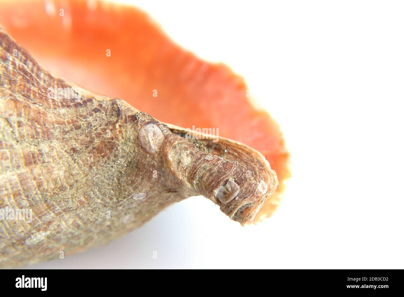Sea shell macro view texture, shallow DOF Stock Photo - Alamy