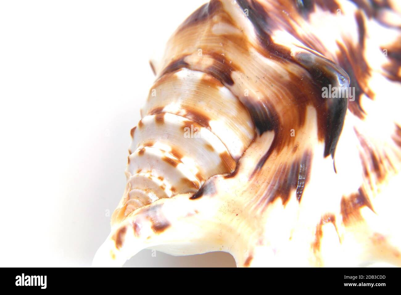 Sea shell macro view texture, shallow DOF Stock Photo - Alamy