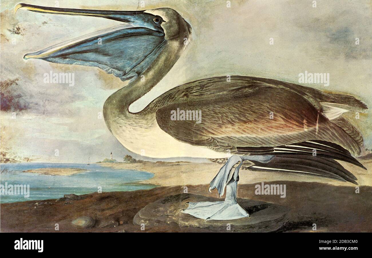 High quality images of birds hi-res stock photography and images - Alamy