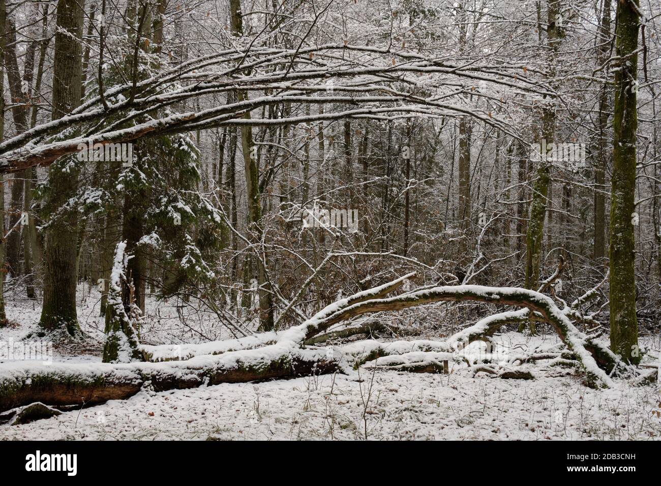 Hornbeam forest winter hi-res stock photography and images - Alamy