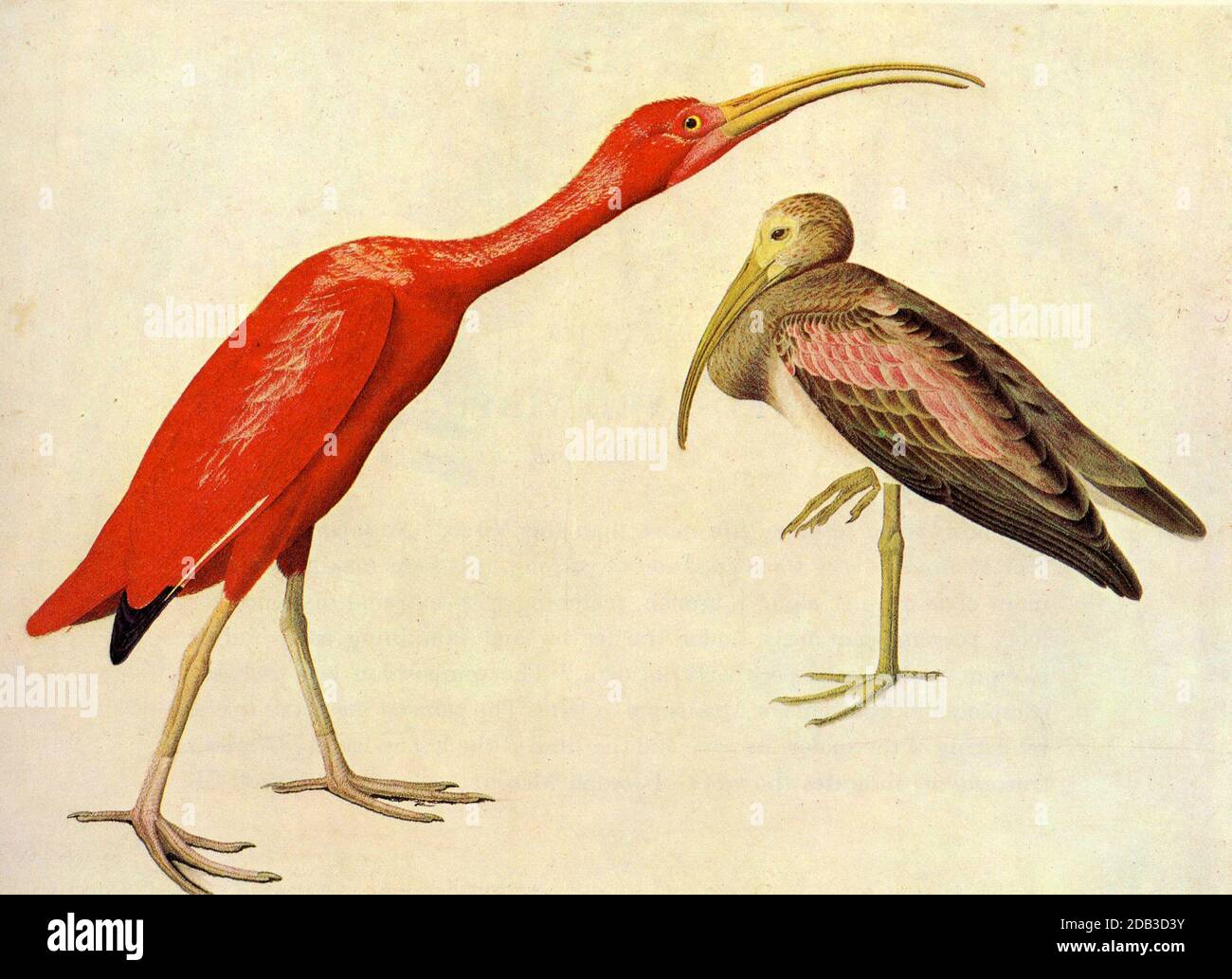 High quality images of birds hi-res stock photography and images - Alamy