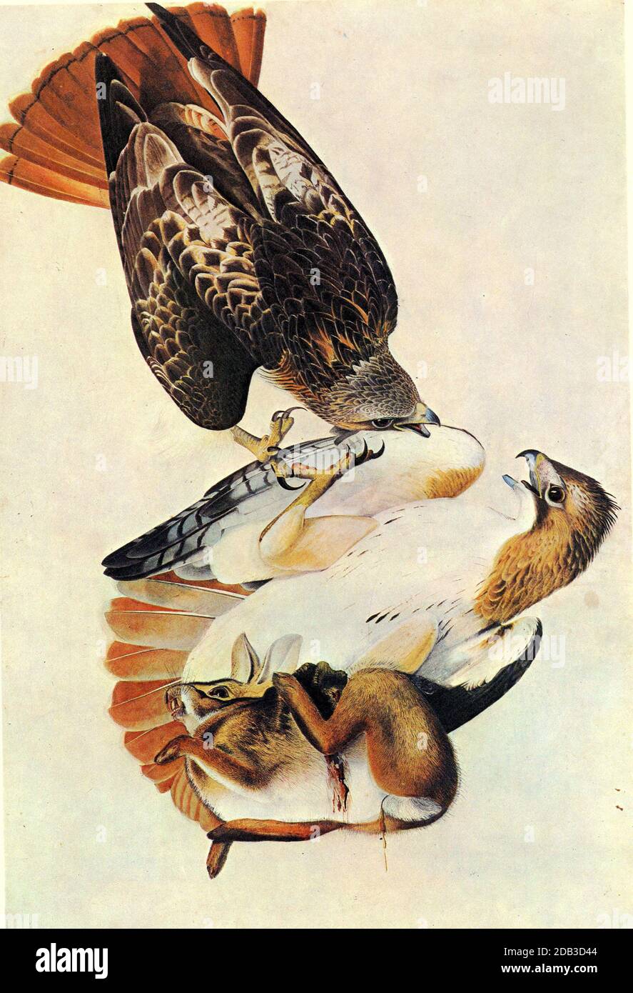 Red Tailed Hawk . High quality vintage art reproduction by Buyenlarge ...
