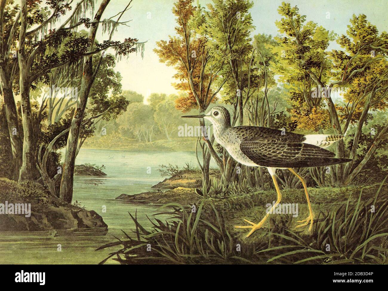 Lesser yellow legs hi-res stock photography and images - Alamy