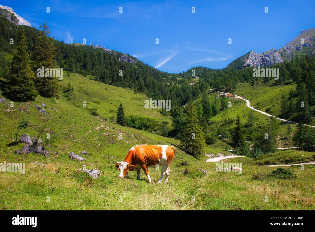 Cows in the bavarian alps hi-res stock photography and images - Alamy