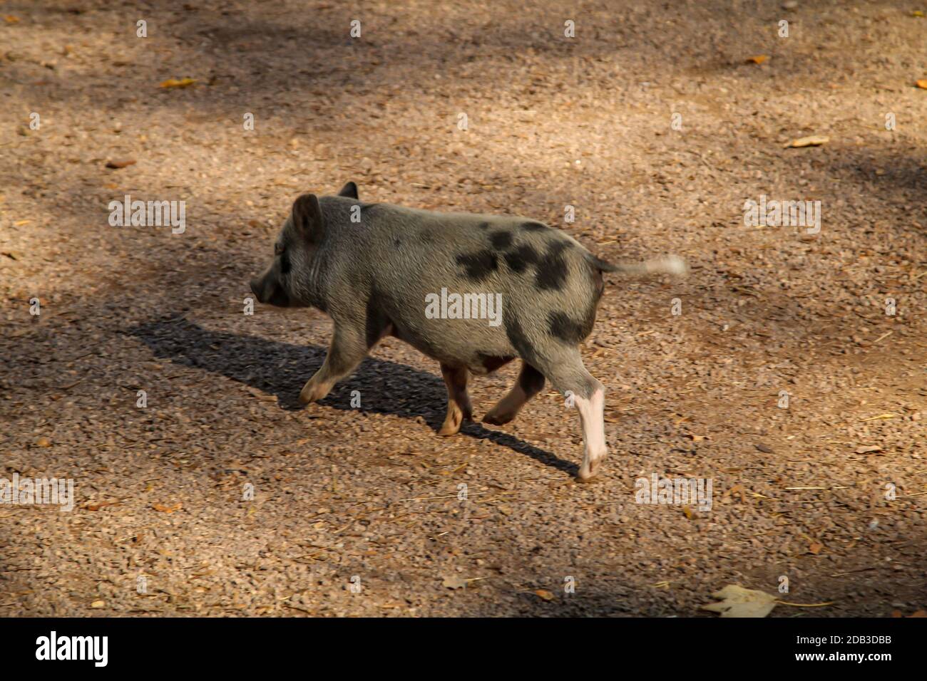 Bull pot farm hi-res stock photography and images - Alamy
