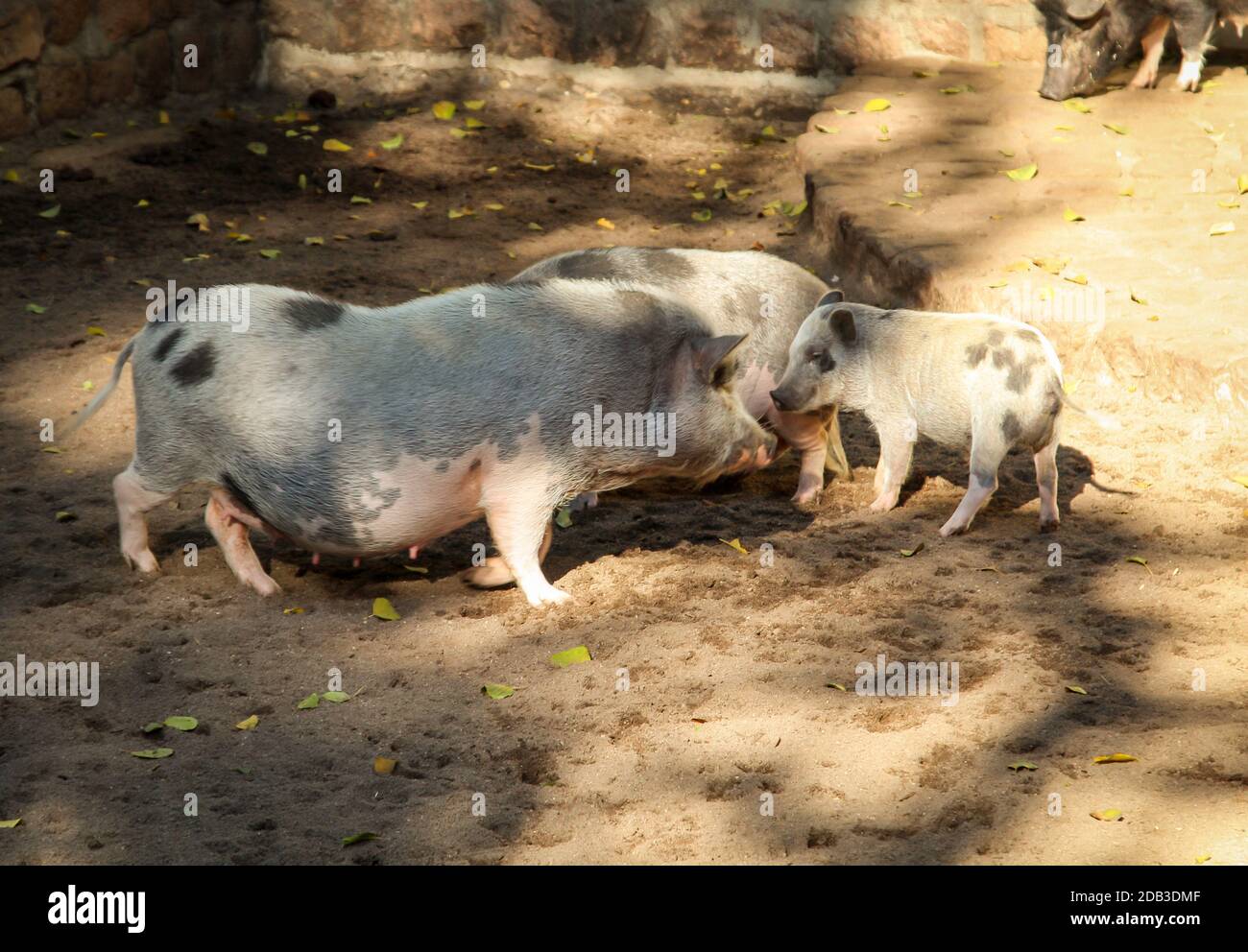 Close up pot bellied pigs hi-res stock photography and images - Alamy