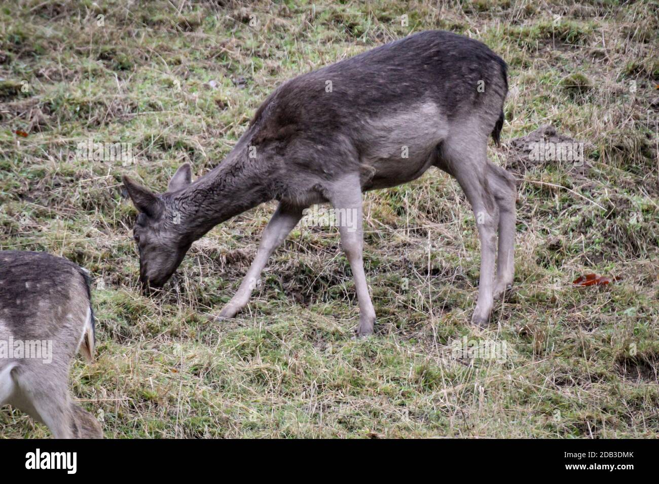 Portrait young deer in hi-res stock photography and images - Alamy