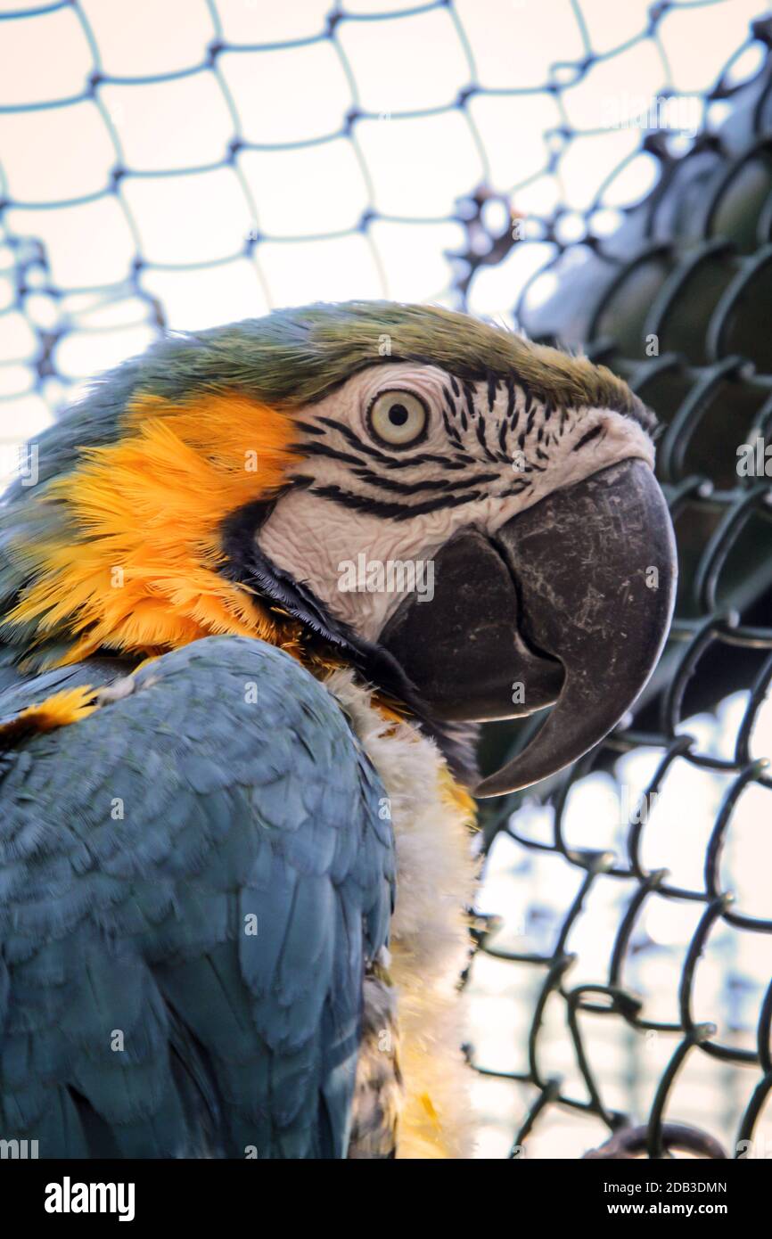 Portrait of a macaw in the moult Stock Photo - Alamy