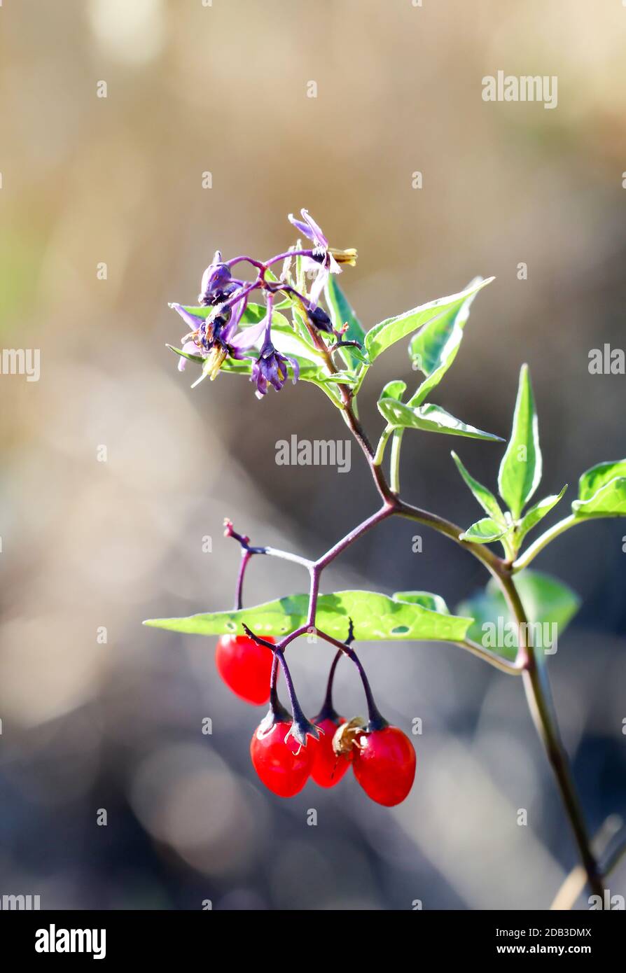a plant with purple flowers and red berries Stock Photo - Alamy
