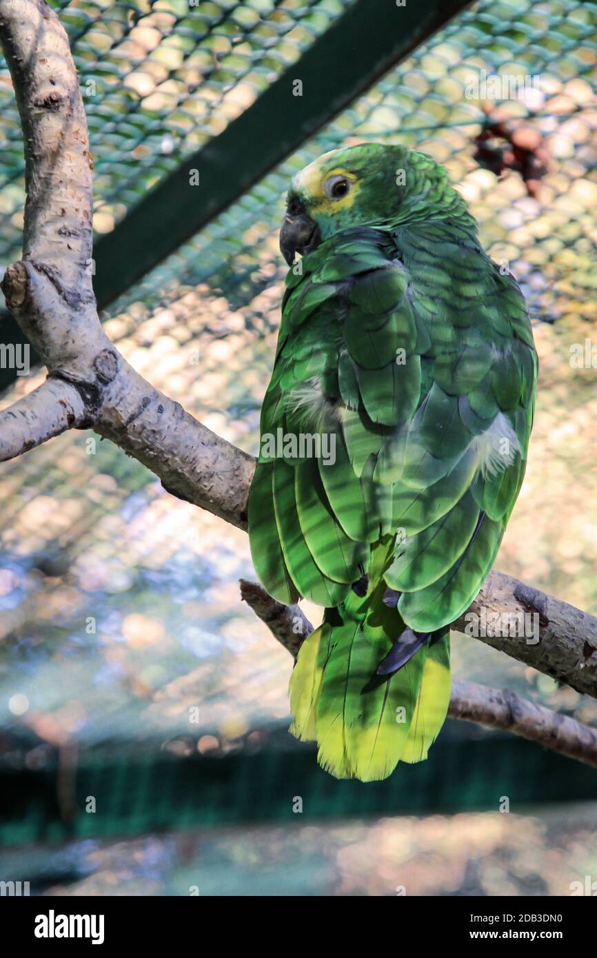 a portrait of parrot in an aviary Stock Photo - Alamy