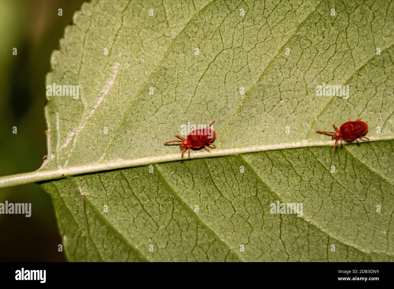 Red spider mites hi-res stock photography and images - Alamy
