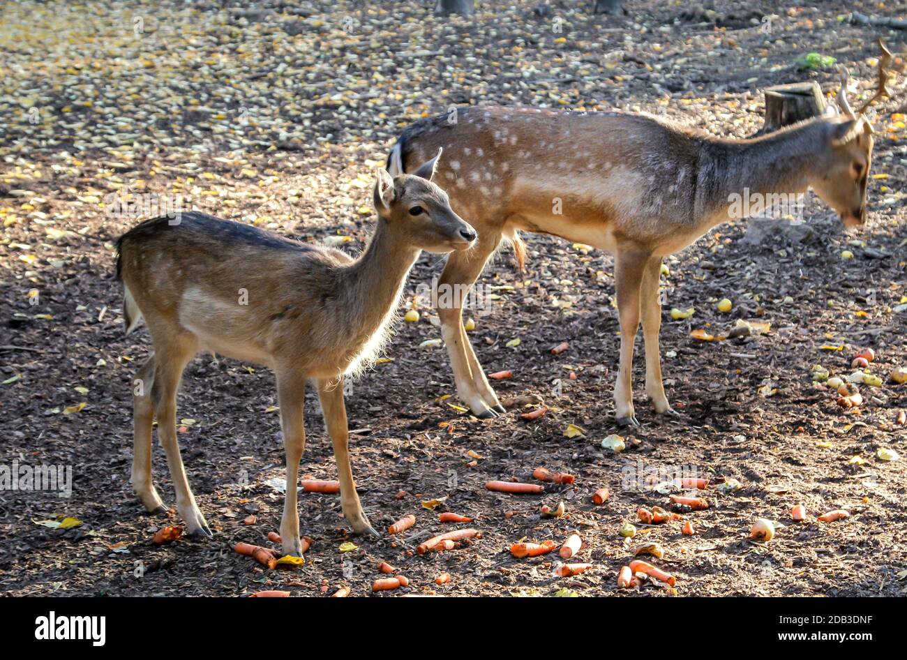 Young animal doe hi-res stock photography and images - Alamy