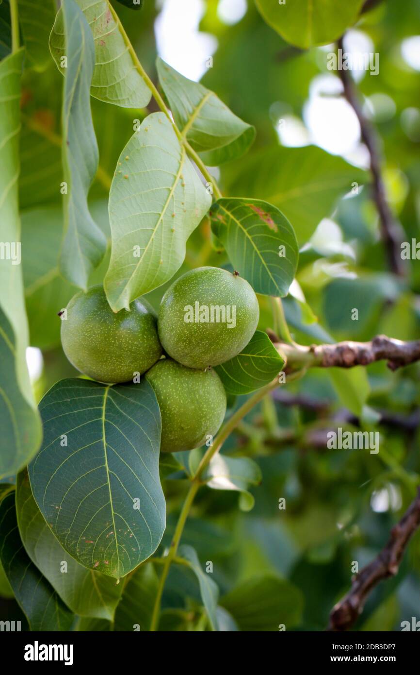 Health benefits of walnuts hi-res stock photography and images - Alamy