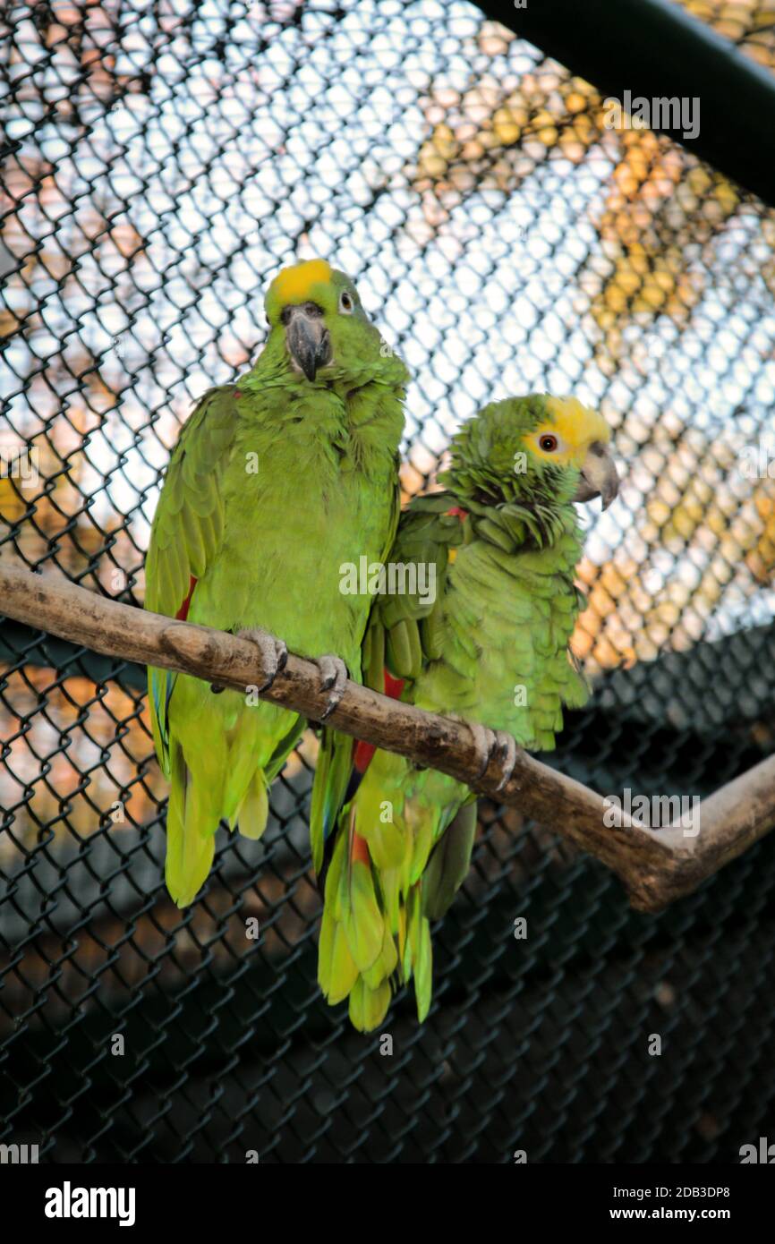 a portrait of parrot in an aviary Stock Photo - Alamy