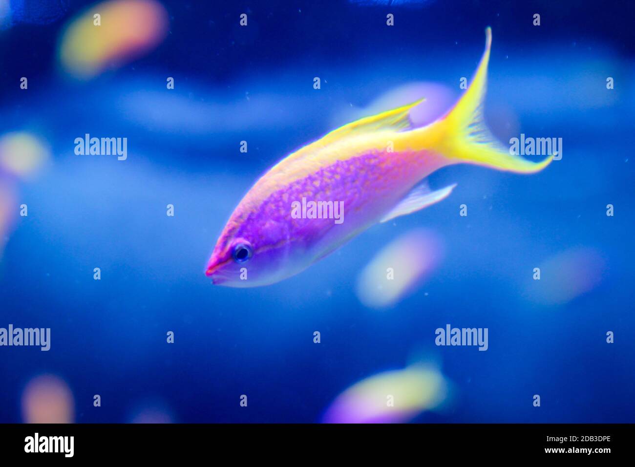 Fish in the reef, sea creatures feel safe in the reef Stock Photo - Alamy