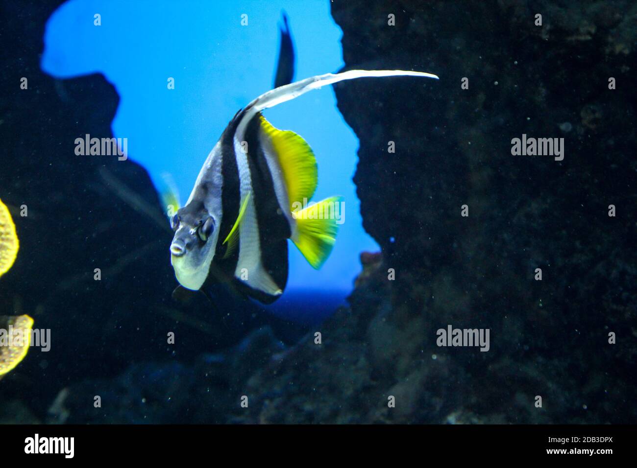 Fish in the reef, sea creatures feel safe in the reef Stock Photo - Alamy