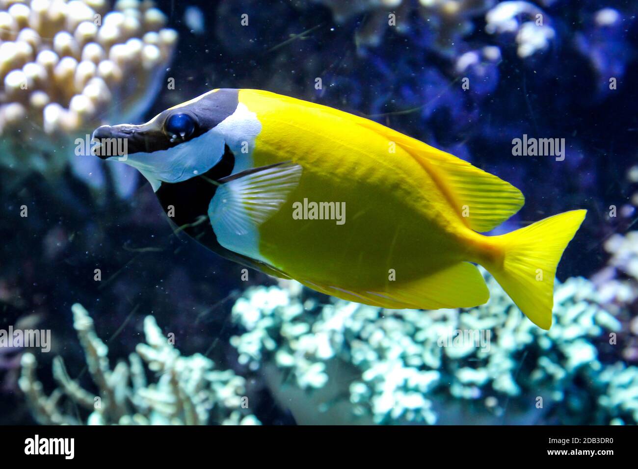 Fish in the reef, sea creatures feel safe in the reef Stock Photo - Alamy