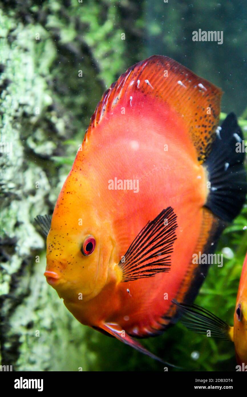 Study or portrait of discus fish in the aquarium Stock Photo - Alamy