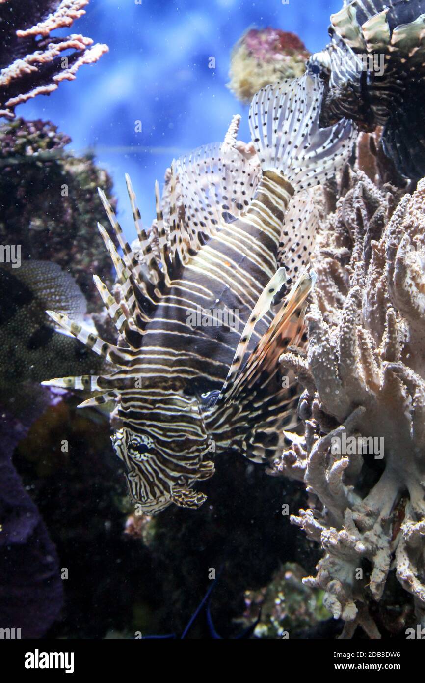 a macro or portrait of a beautiful but also dangerous lion fish Stock ...
