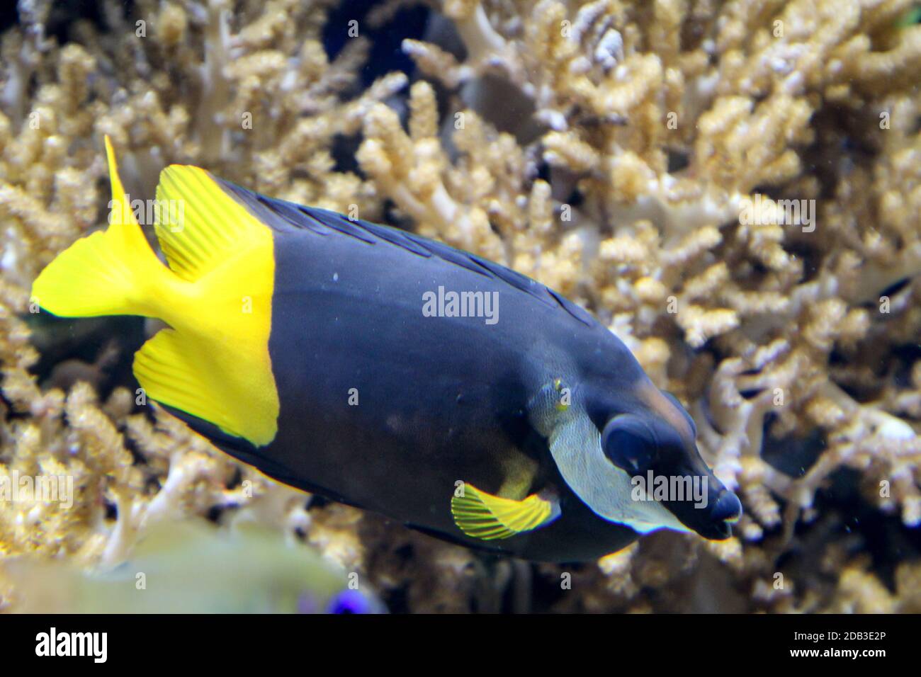 Fish in the reef, sea creatures feel safe in the reef Stock Photo - Alamy