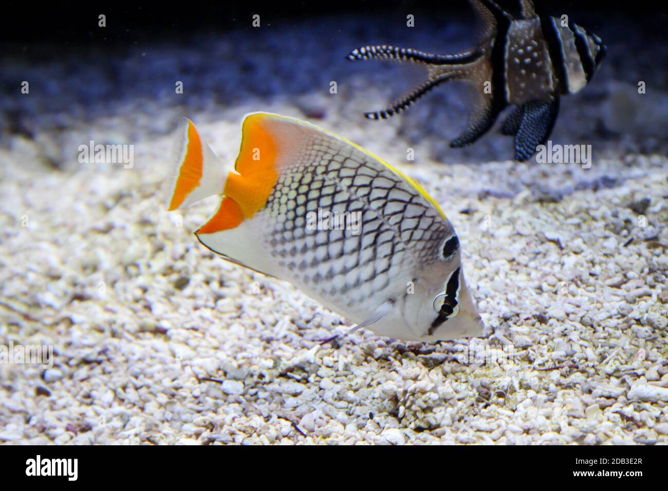 Fish in the reef, sea creatures feel safe in the reef Stock Photo - Alamy