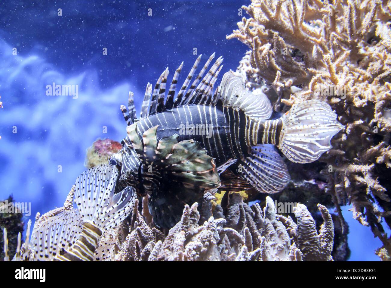 a macro or portrait of a beautiful but also dangerous lion fish Stock ...