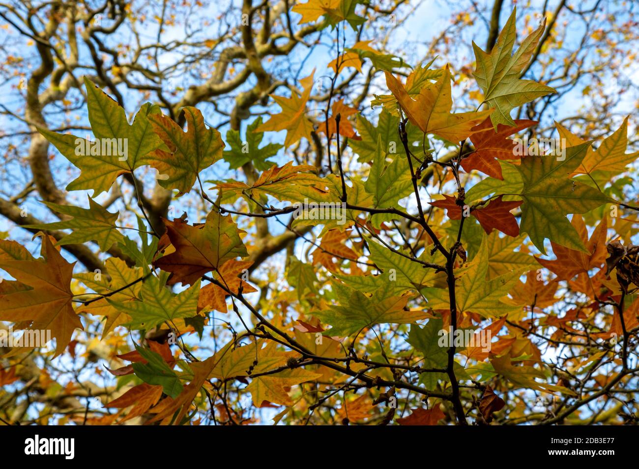 Maple tree leaves changing color during Autumn Fall season. Closeup of ...