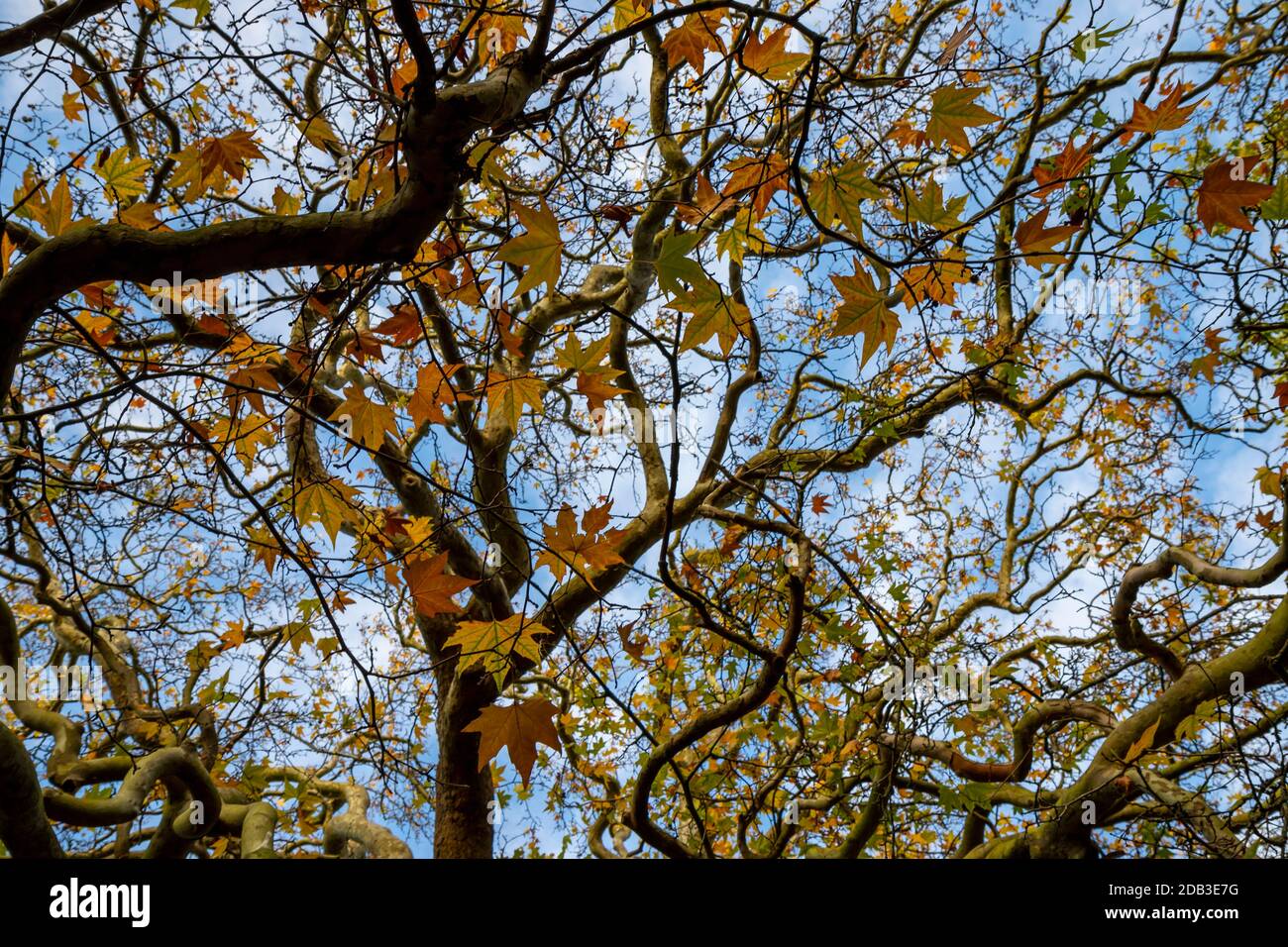 Maple tree leaves changing color during Autumn Fall season. Underside ...