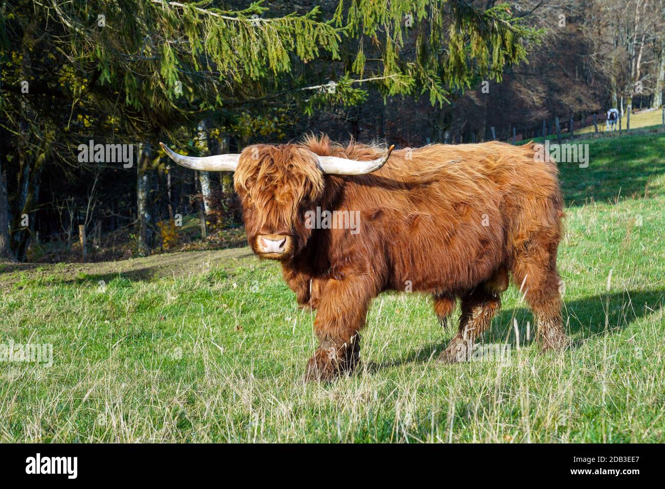 Galloway cattle in a meadow in the Sauerland District, North Rhine ...