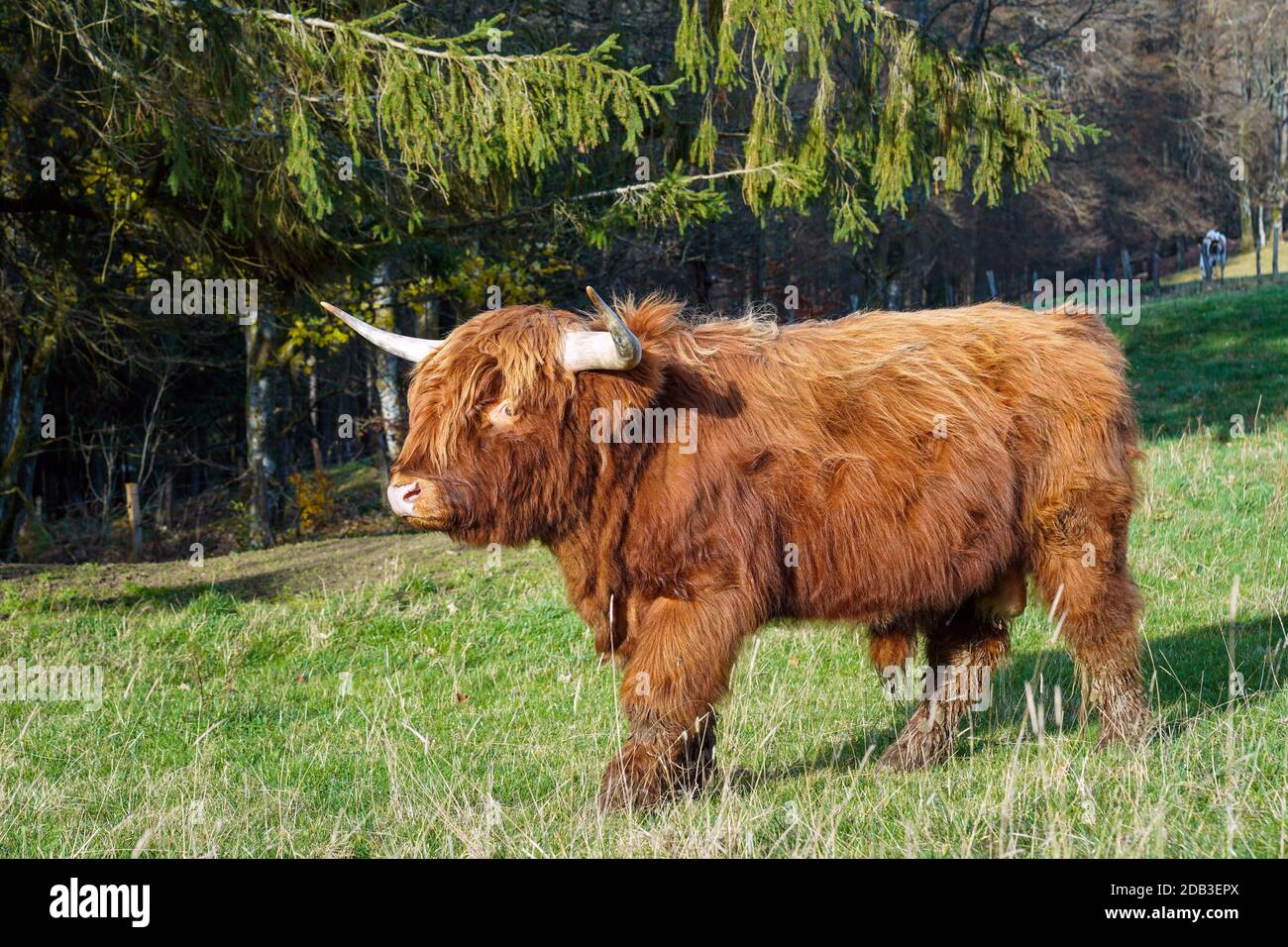 Galloway cattle in a meadow in the Sauerland District, North Rhine ...