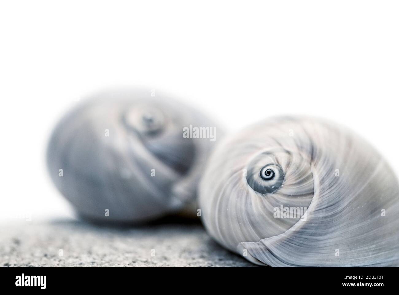close up of two beautiful sharks eye seashells Stock Photo - Alamy