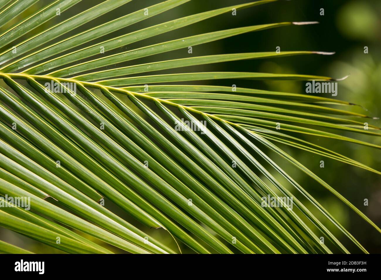 Close up of Green leaf of Coconut tree Stock Photo - Alamy